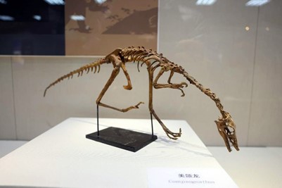 Se inauguró la exposición temática sobre animales bípedos en el Museo ...